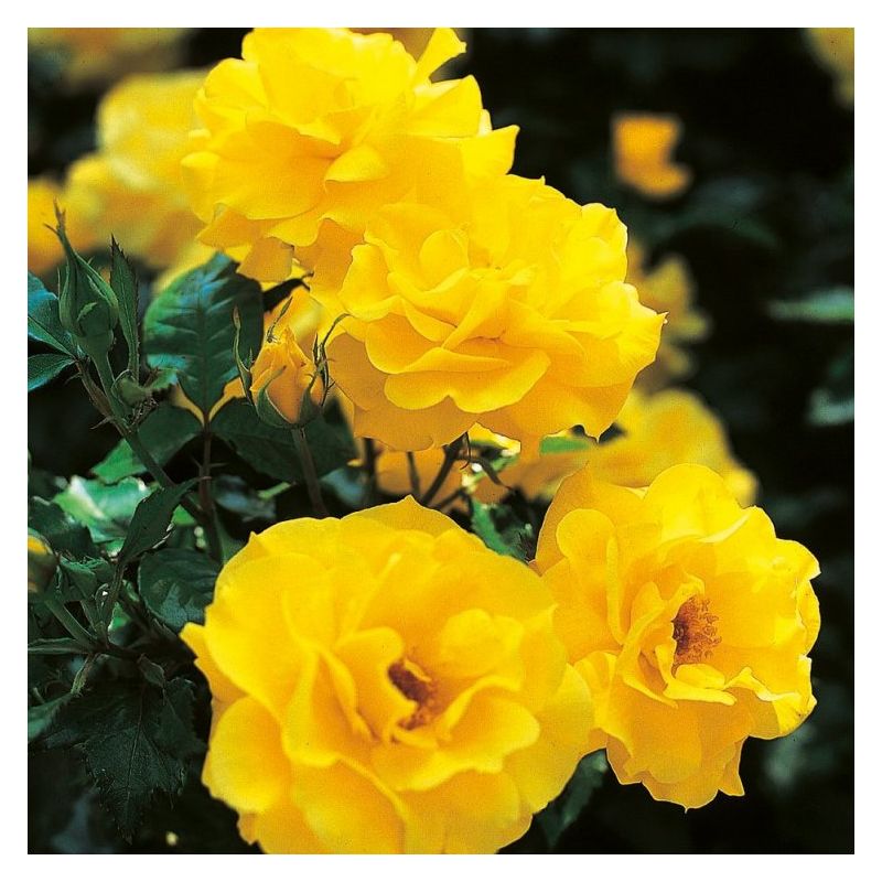 Rose Freesia - Floribunda Rose