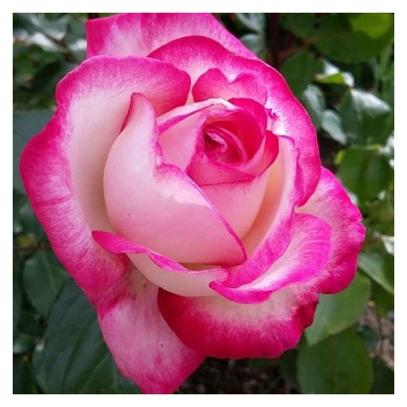 Large Hot Pink Standard Rose Tree 'Gaujard' - circa 130-150cm tall