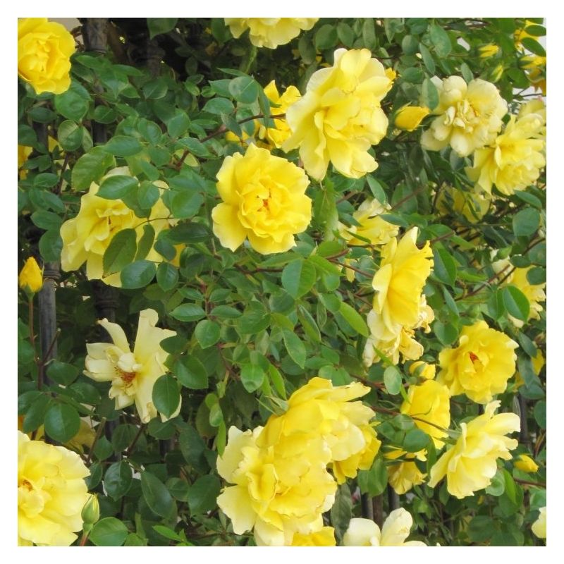Rosa 'Golden Gate' - Climbing Rose - Large 5-6 ft Specimen