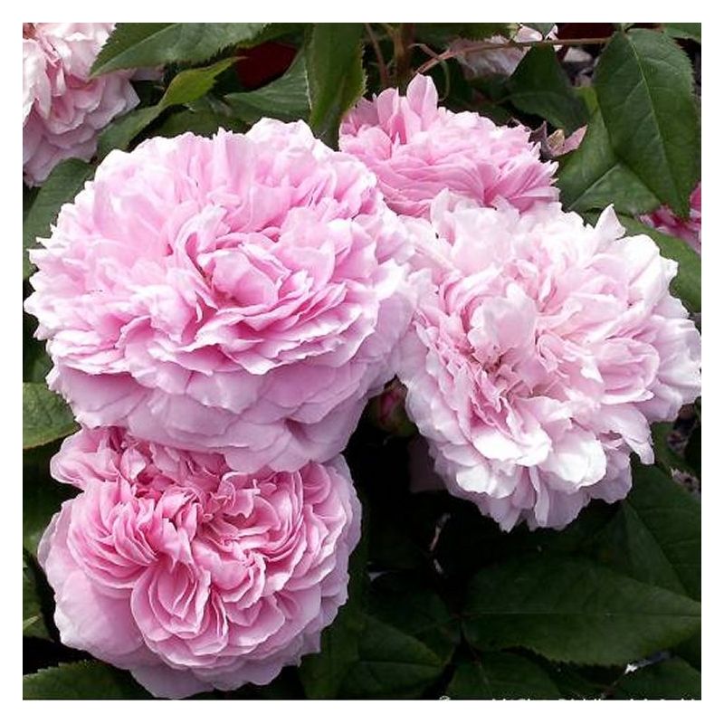Rose 'Jacques Cartier' - Shrub Rose