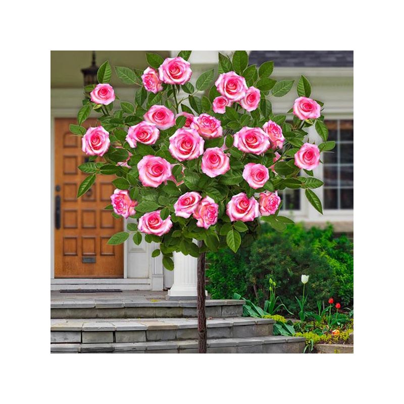 Pair of LARGE Standard Rose Trees - 'Laminuette'
