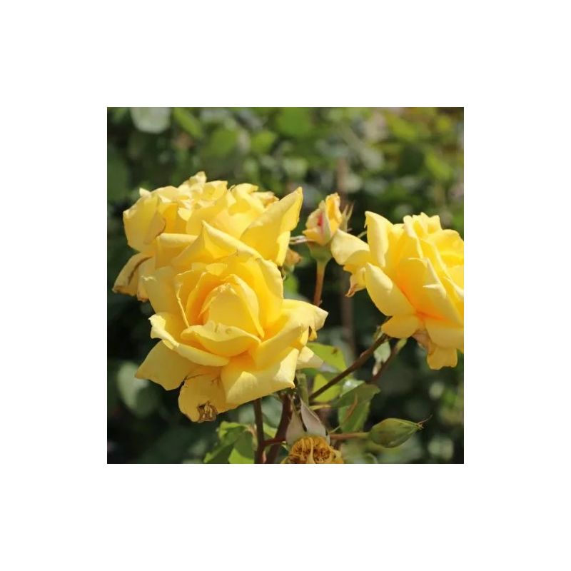 Rose Landora - Sunblest Hybrid Tea Rose