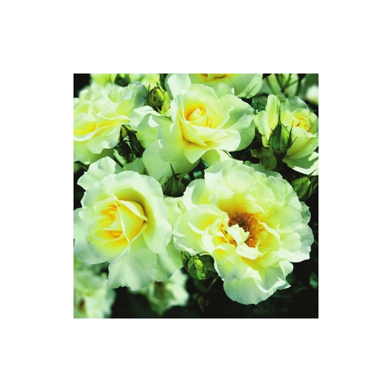 Rose Lemon Romantica