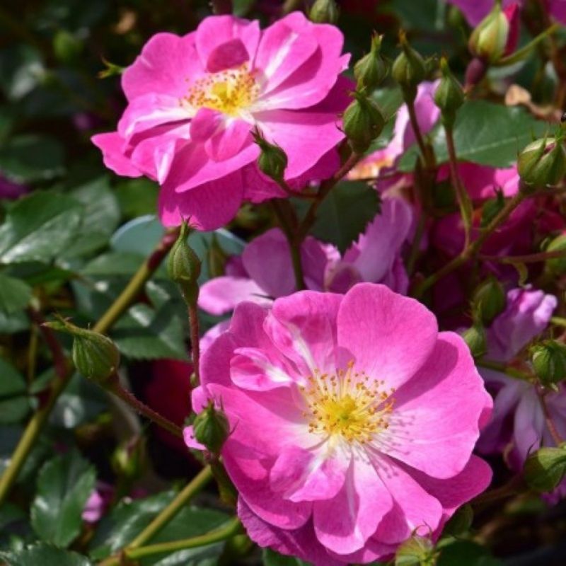 Rose 'Magic Carpet' - Ground Cover Rose