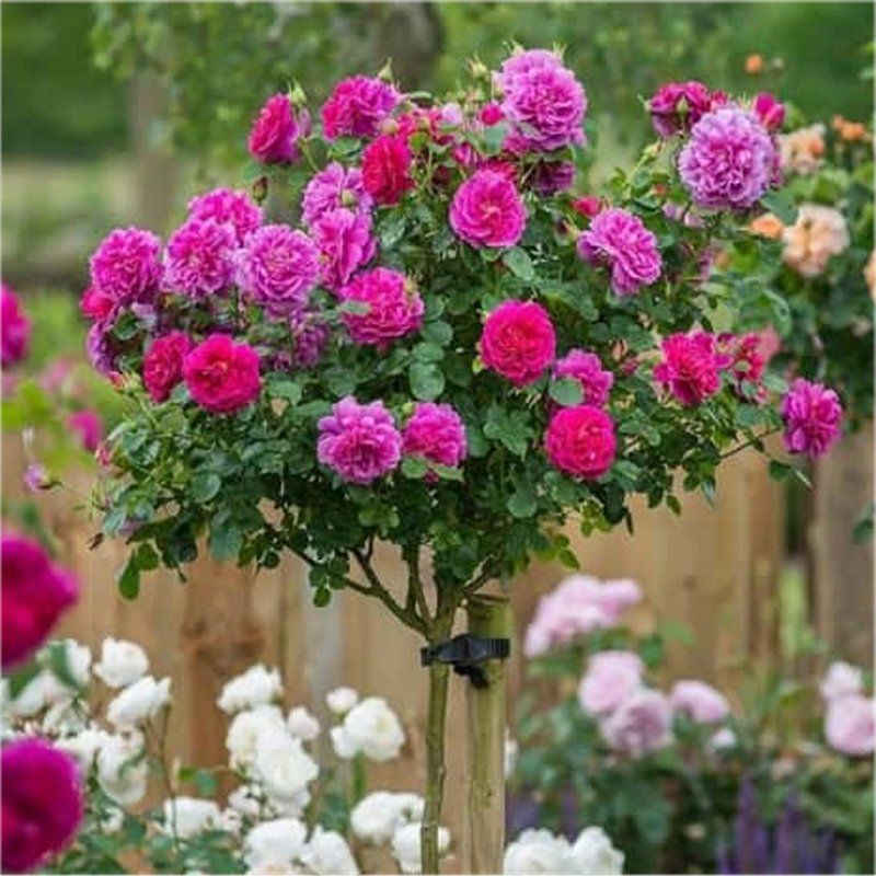 PAIR of Large Standard Rose Tree - Mileva - Ava