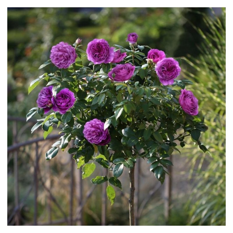 Pair of PATIO Standard Rose Trees - Old Port