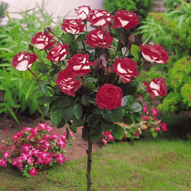 Pair of PATIO Standard Rose Trees - OSIRIA