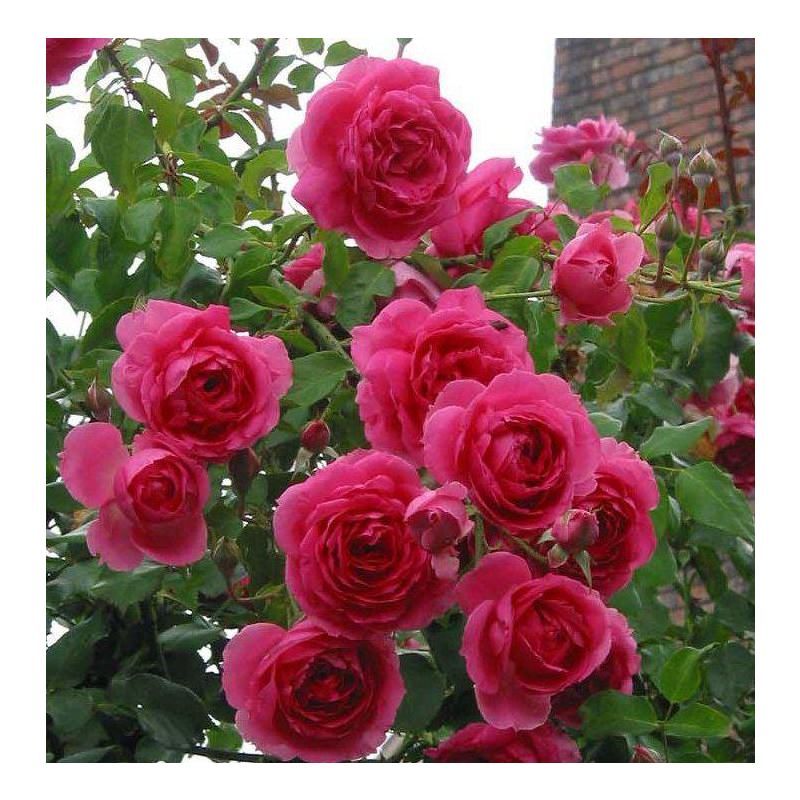 Climbing Rose Parade