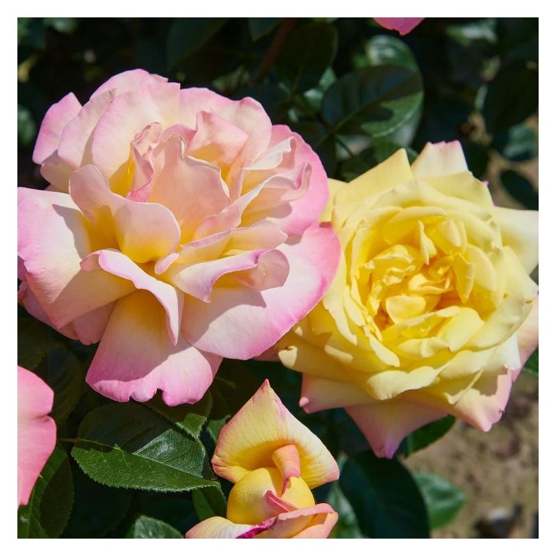 Rose Peace - Gloria Dei Hybrid Tea Rose