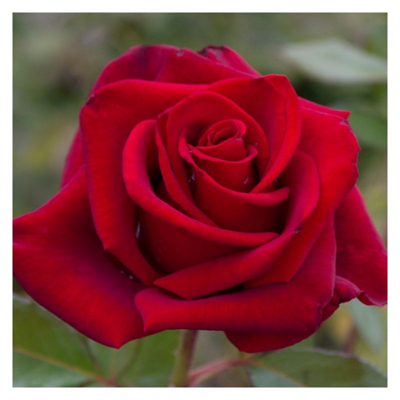 Rose 'Precious Time' - Hybrid Tea Rose