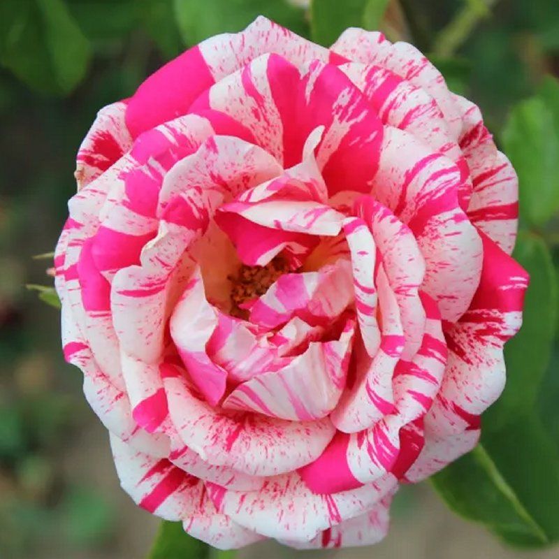 PAIR of Large Standard Rose Tree - Raspberry Ripple - Papageno Rose Tree