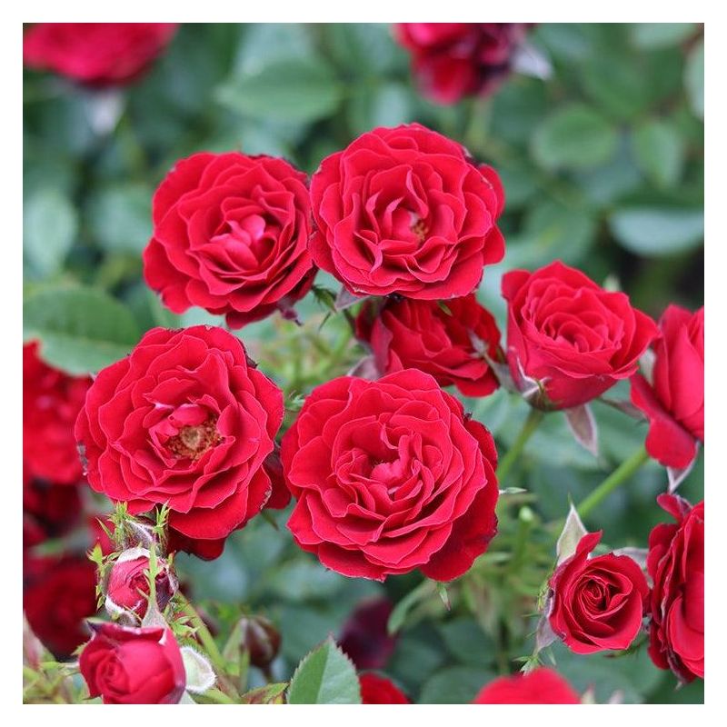 Rose Ruby Joy