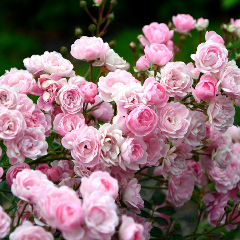 LARGE Standard Rose Tree - 'Pink Fairy' Weeping Rose Tree