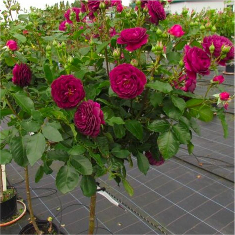 Pair of Large Standard Rose Trees 'Big Purple'