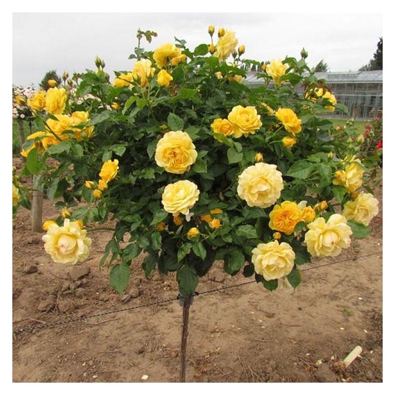 PAIR of Large Standard Rose Tree - Cart D'Or
