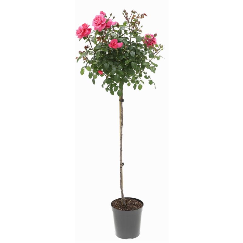 Large Standard PINK Rose Tree 'Carla' - circa 130-150cm tall