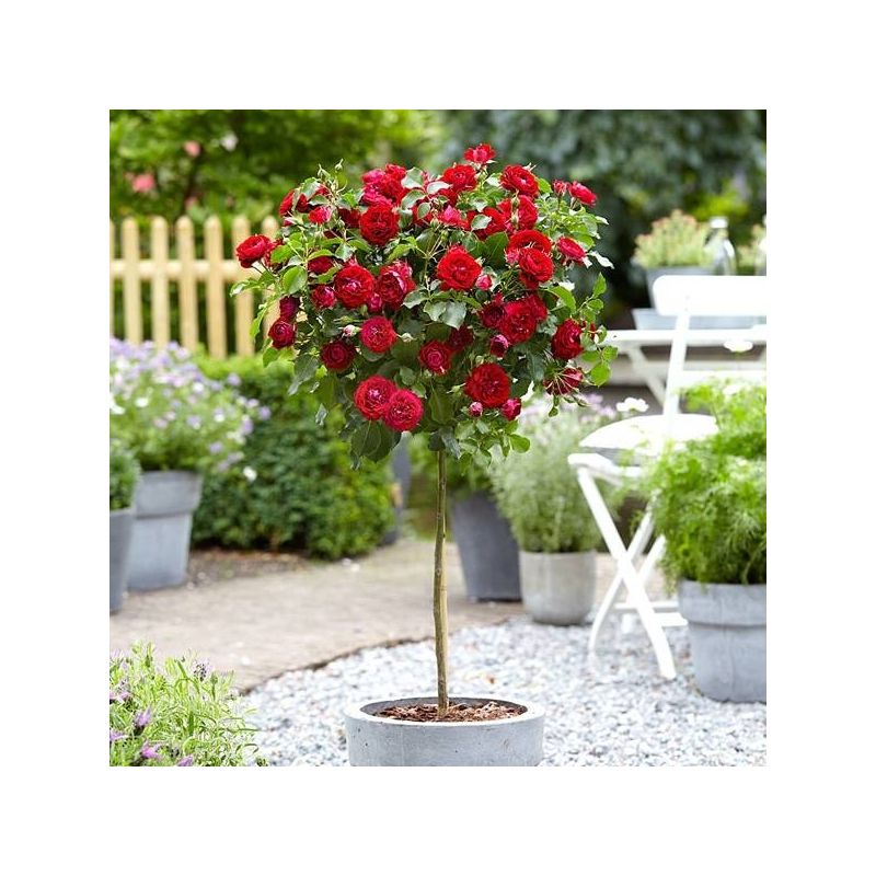 Large Red Standard Rose Tree 'Dallas' - circa 130-150cms tall