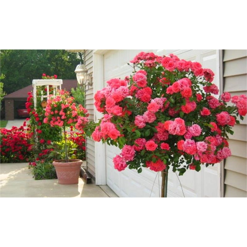 Pair of LARGE Standard PINK Flowering Garden Rose Trees