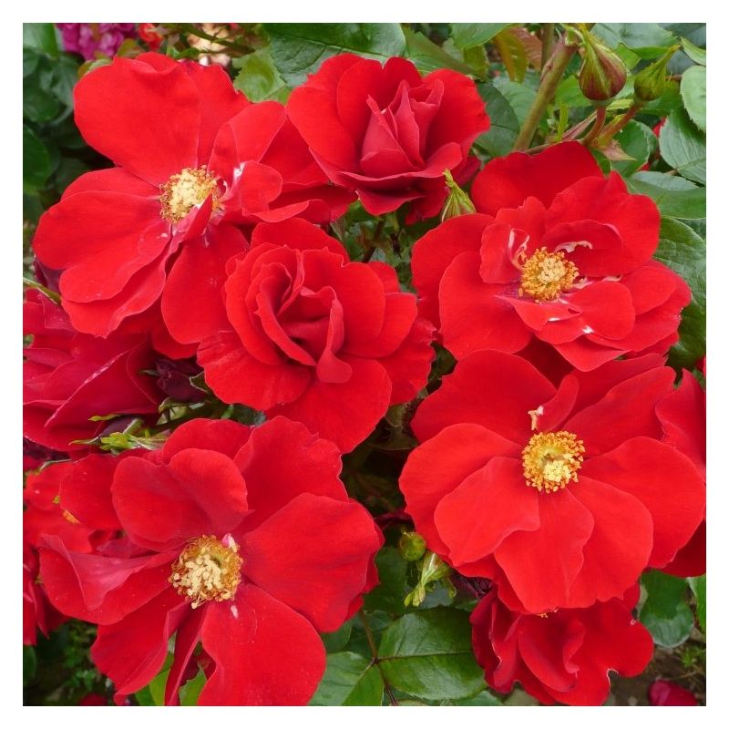 Rose 'W. B. Yeats' - Shrub Rose