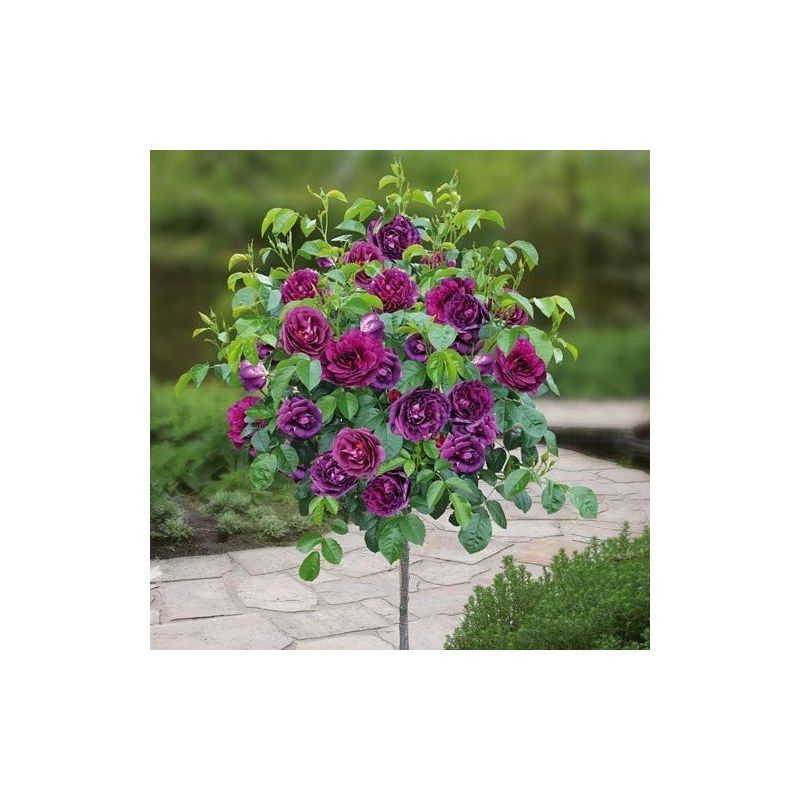 Pair of PATIO Standard Rose Trees - William Shakespeare