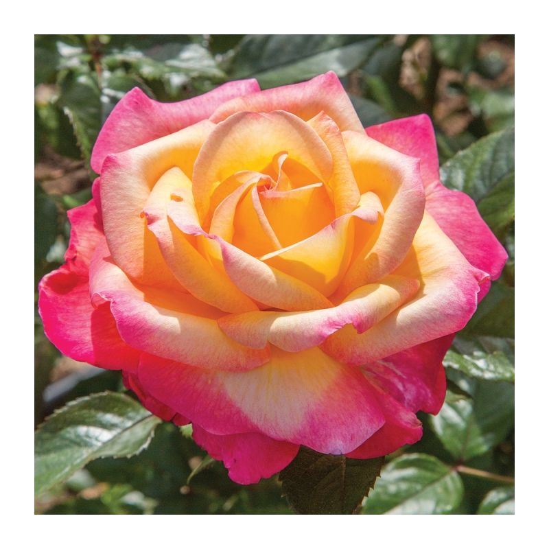 Rose 'Chicago Peace' - Hybrid Tea Rose