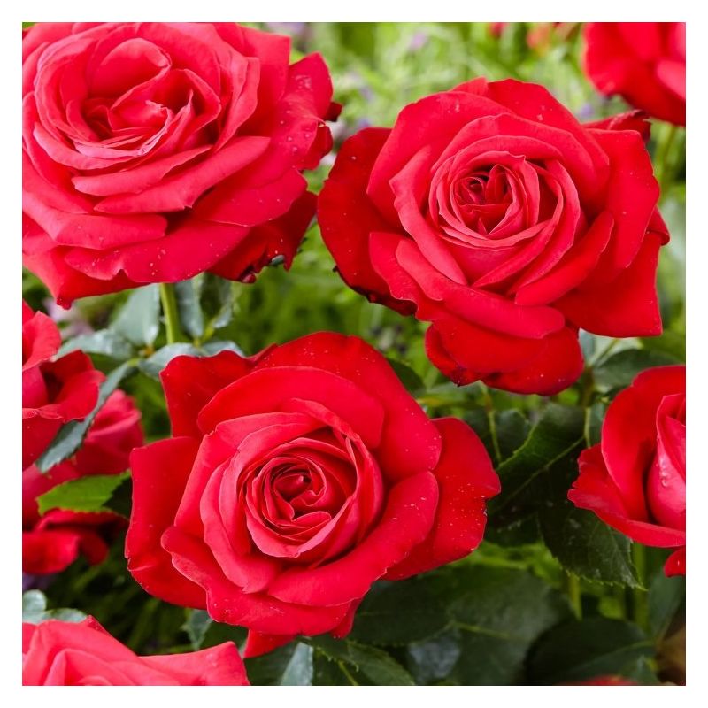 Large Scarlet Red Standard Rose Tree 'Dame De Coeur' - circa 130-150cm tall