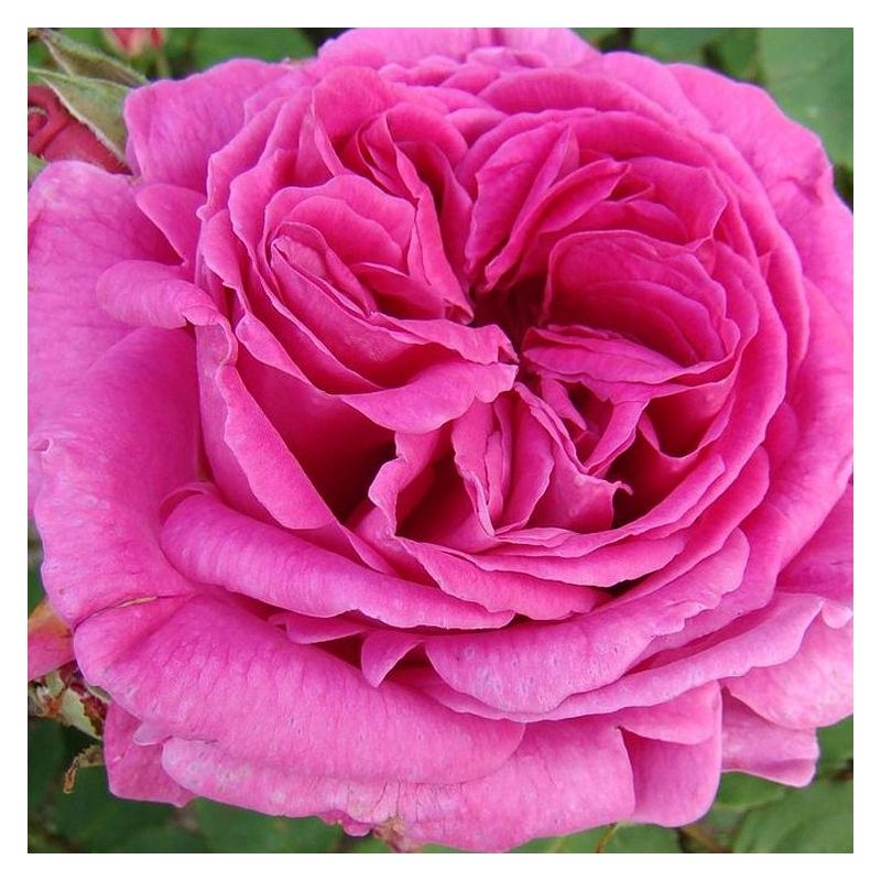 Rose 'Madame Isaac' - Shrub Rose