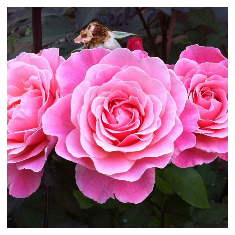 Rose 'Tickled Pink' - Floribunda Shrub Rose