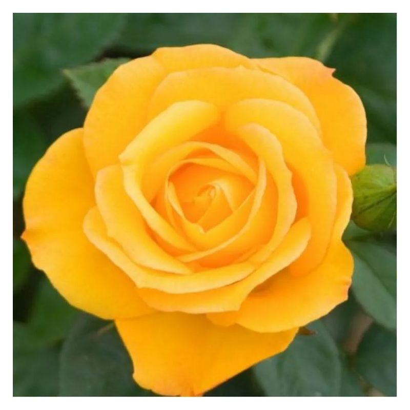 Rose Arthur Bell - Hybrid Tea Rose