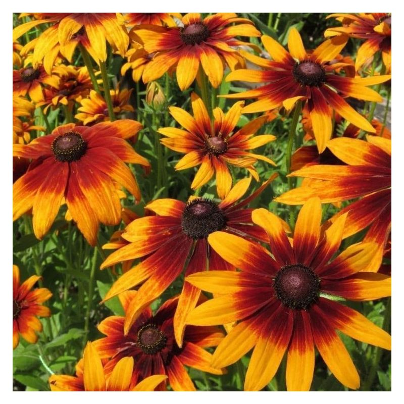 Rudbeckia hirta 'Autumn Colours'