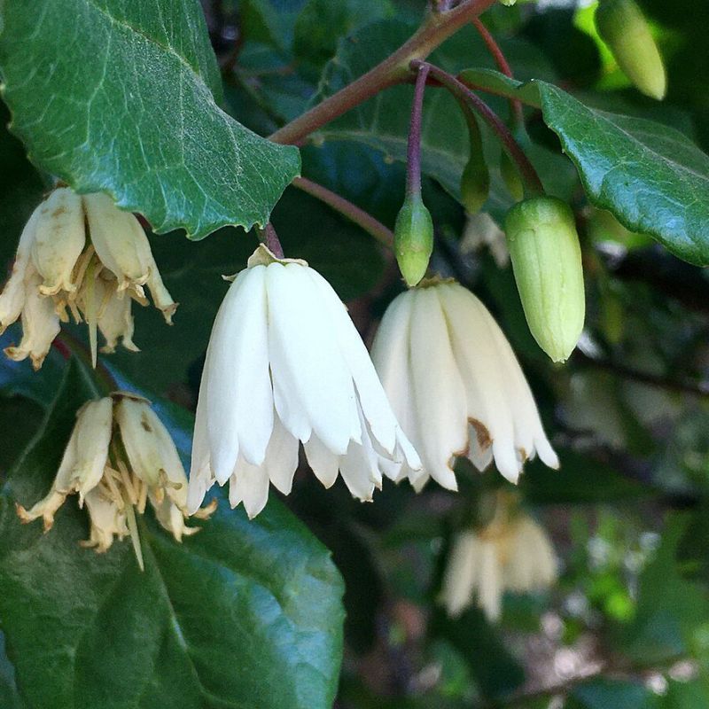Lily Of The Valley Tree