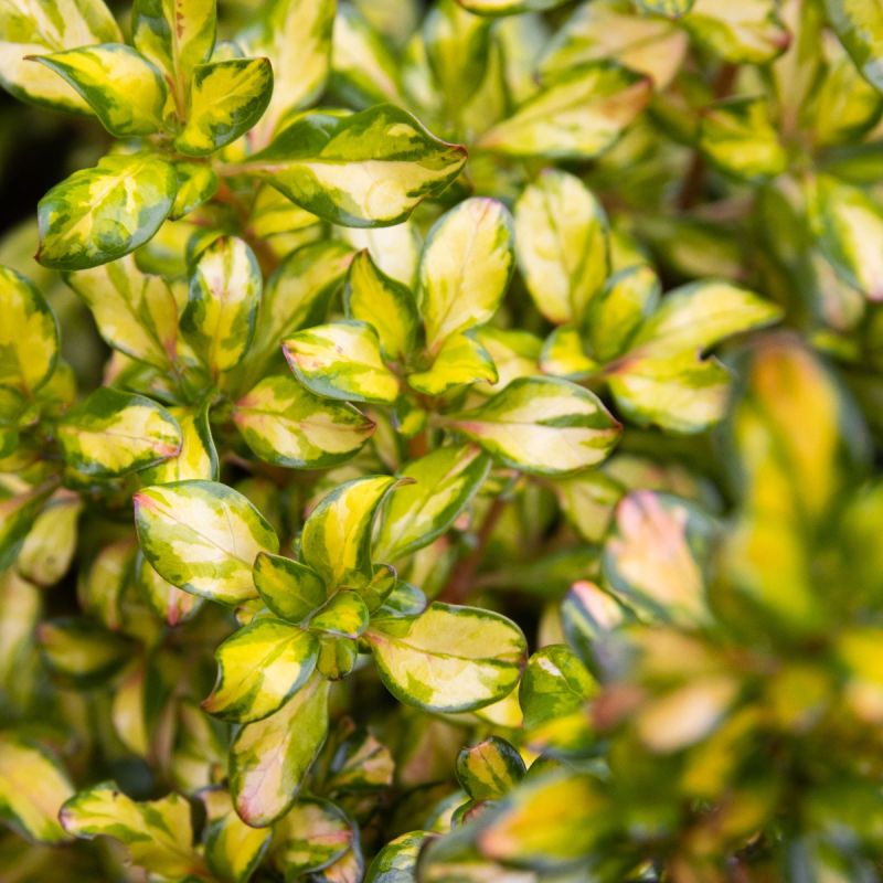 Coprosma 'Lemon and Lime' - Looking Glass Plant