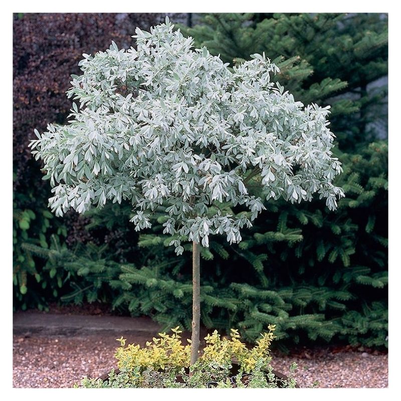 Hardy Silvery Topiary Oliver Tree - Salix helvetica - Swiss Willow - 90 ...