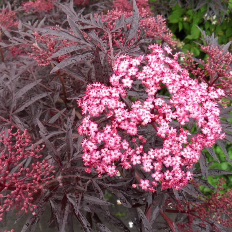 Sambucus nigra Cherry Lace