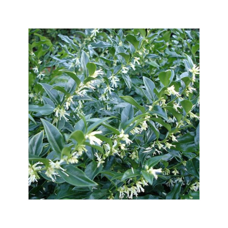 Sarcococca confusa - Sweet Box Sarcococca - LARGE Fragrant Plant