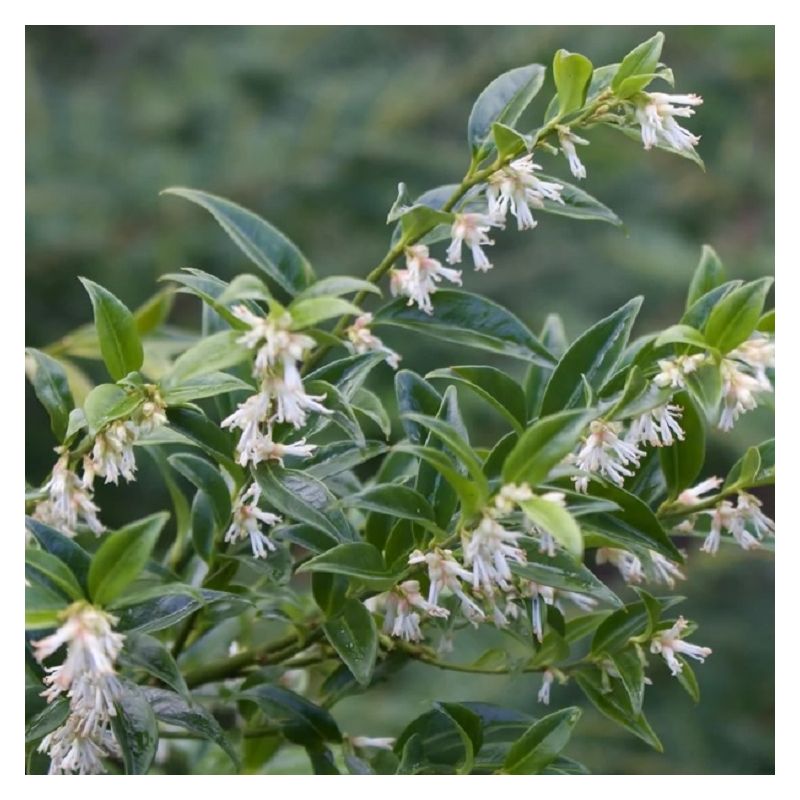 Sarcococca hookeriana humilis - Fragrant Sweet Box