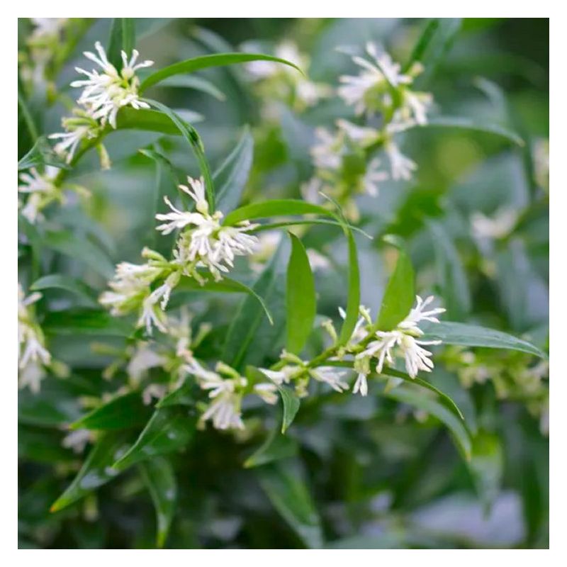 Sarcococca ruscifolia 'Dragon Gate' - Fragrant Sweet Box