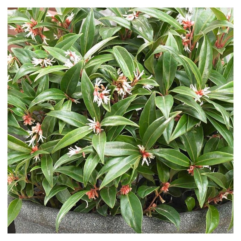 Sarcococca hookeriana Winter Gem - Fragrant Sweet Box - LARGE