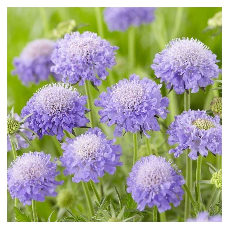 Scabiosa columbaria Mariposa Blue - Butterfly Blue Pincushion Flower ...