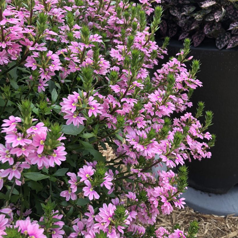 Scaevola Pink Twister