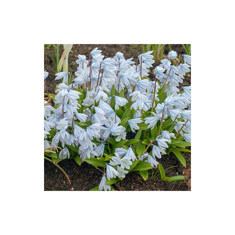 Scilla mischtschenkoana - Squill Bulbs - Pack of 10