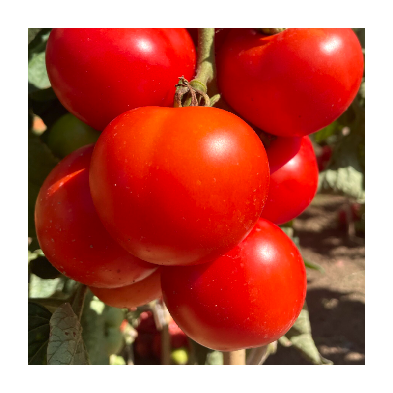 Tomato Plant 'Tamina'