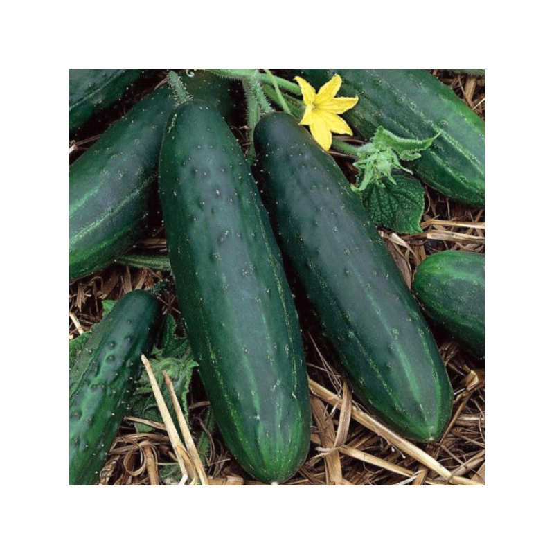 Cucumber Plant Spacemaster