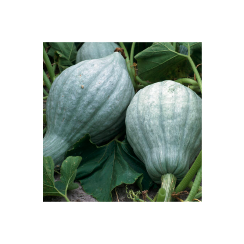 Squash 'Blue Hubbard'