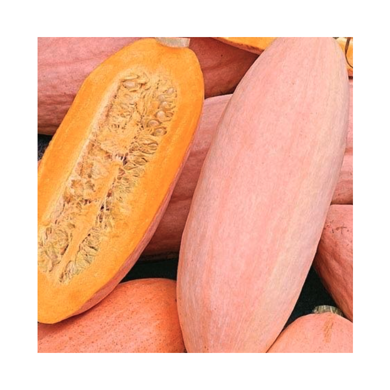 Squash 'Jumbo Pink Banana'