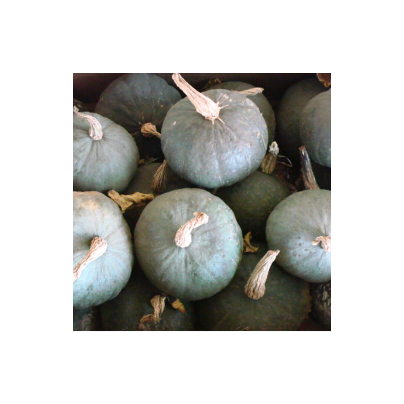 Squash 'Strawberry Crown'