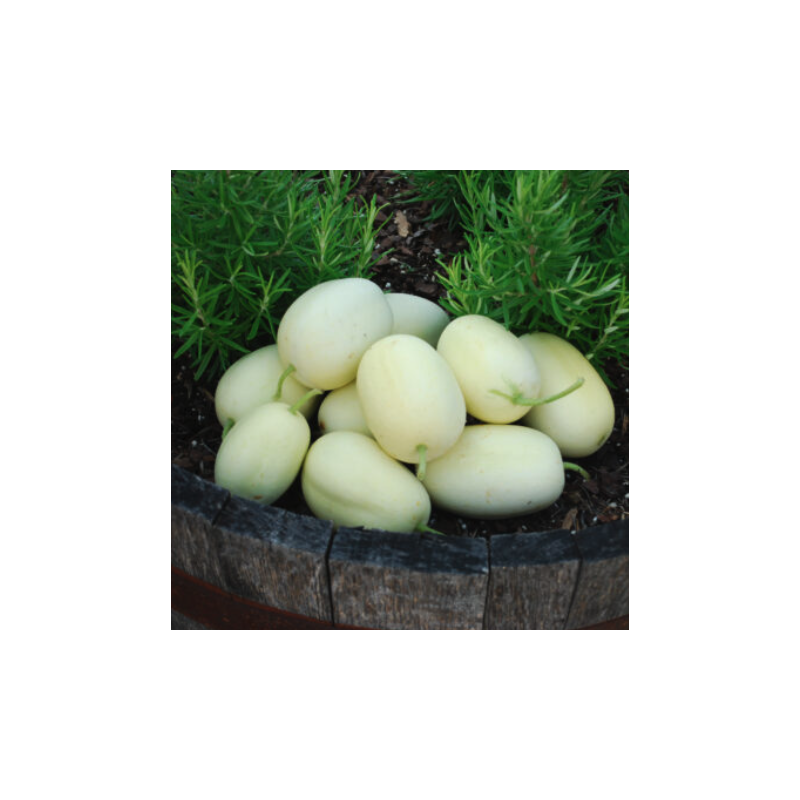Cucumber 'Dragon Egg'