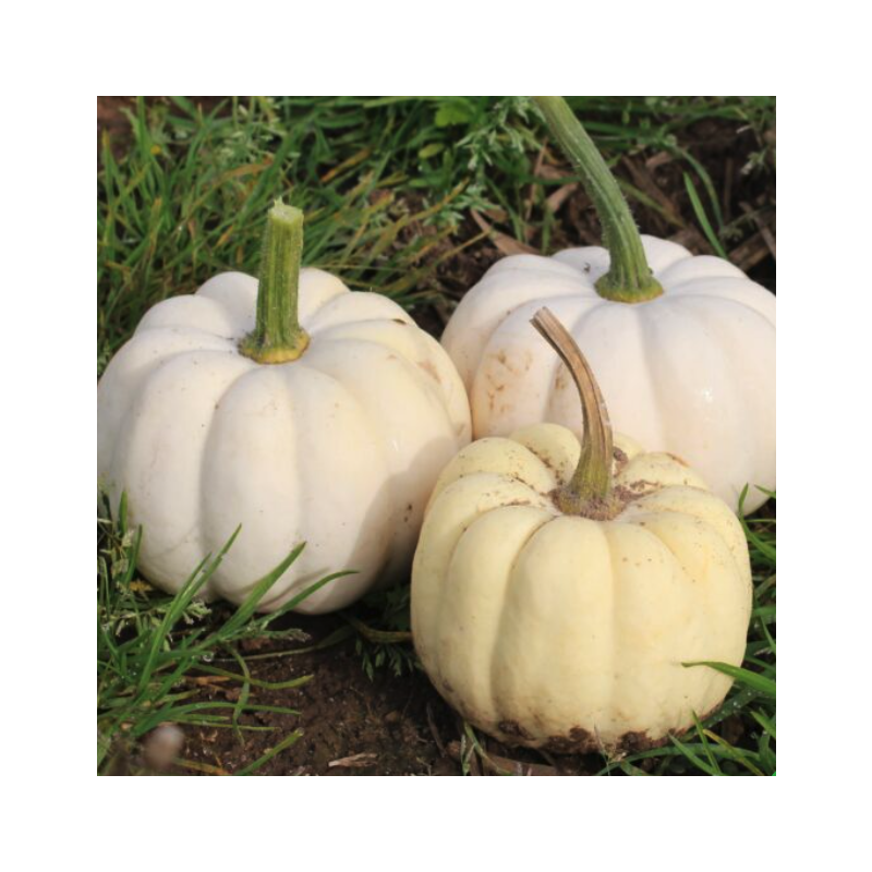 Pumpkin 'Casperita'