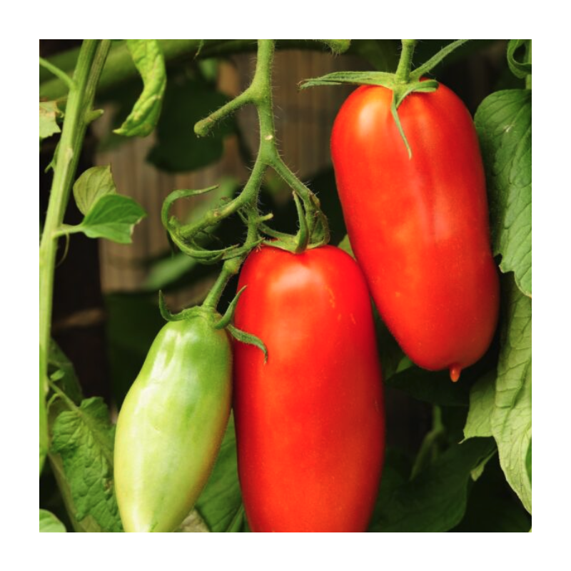Tomato Plant 'Scatolone'