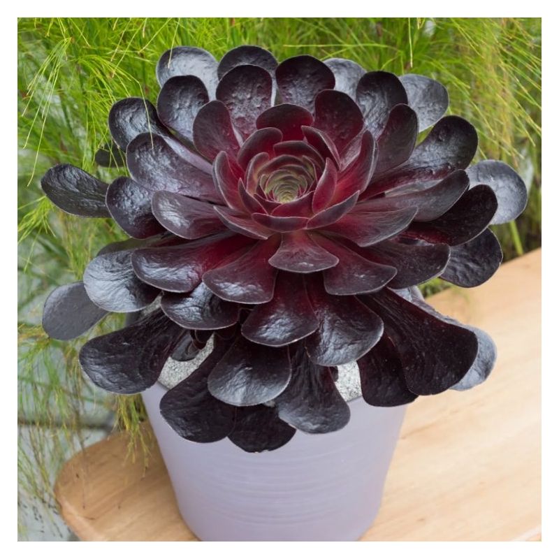 Semponium 'Destiny' - Surreal Succulents